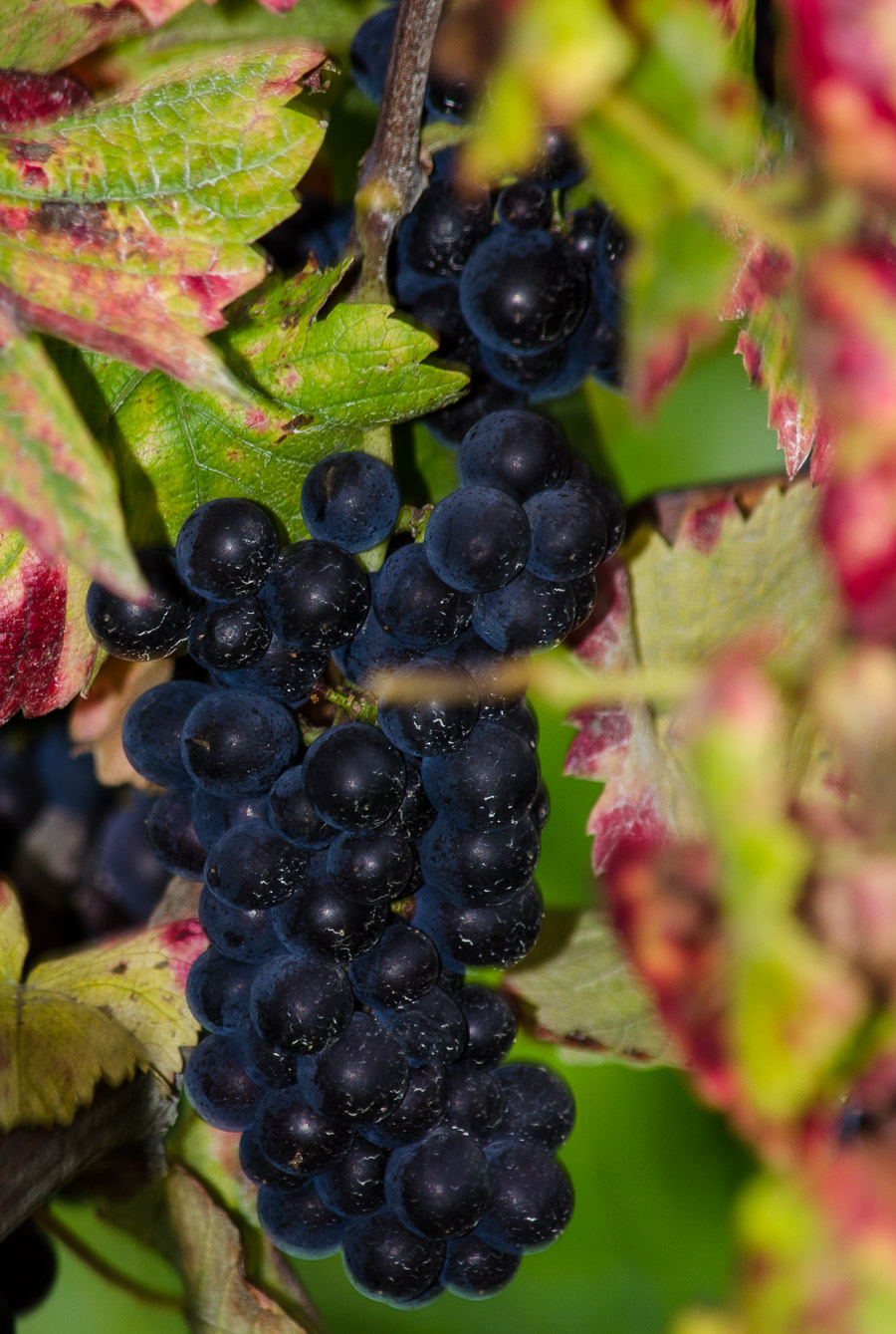 Dominique Henry Photographe