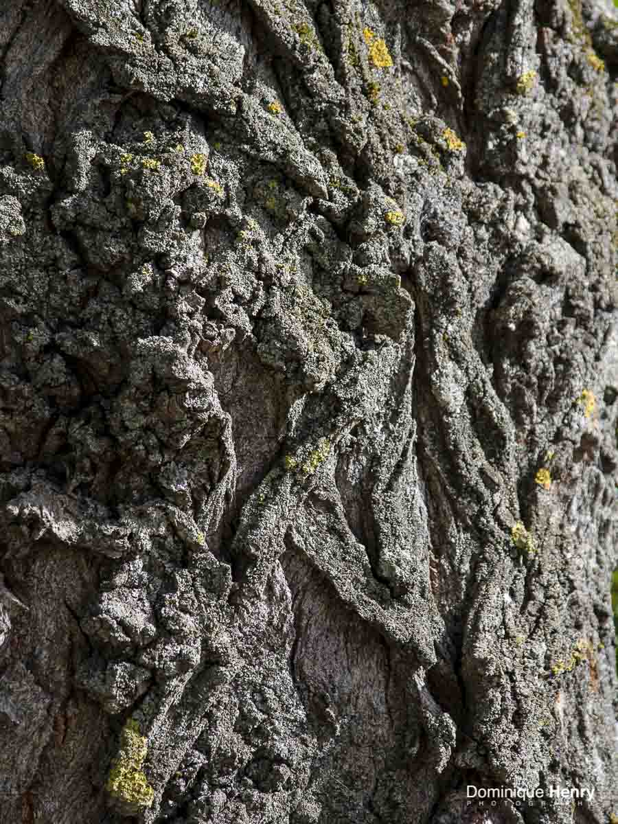 Dominique Henry Photographe